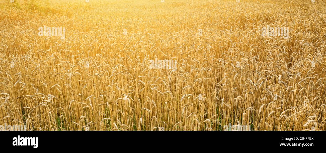 A field of ripe barley. Barley harvest. Landings Stock Photo - Alamy