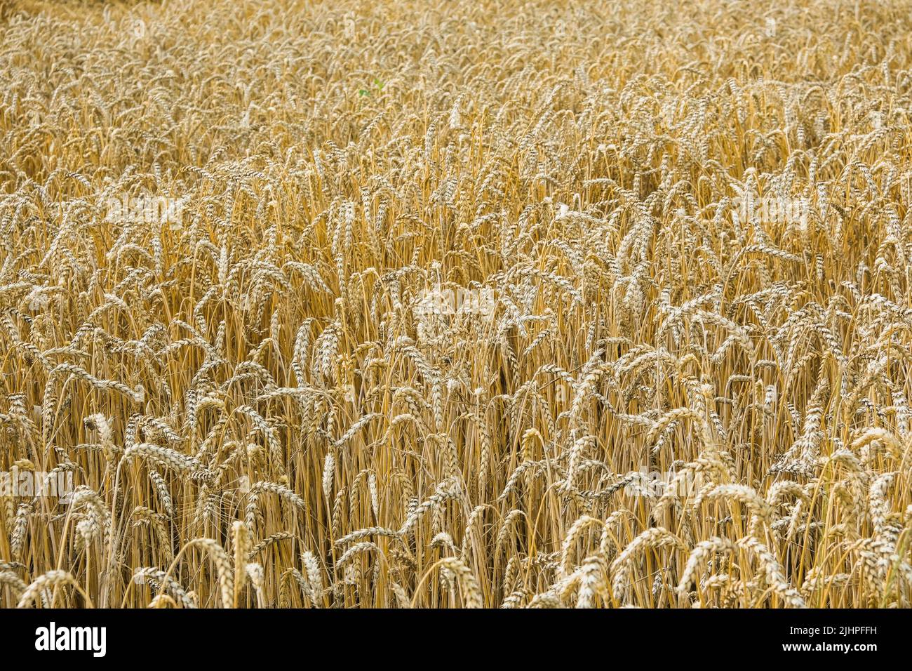 A field of ripe barley. Barley harvest. Landings Stock Photo - Alamy