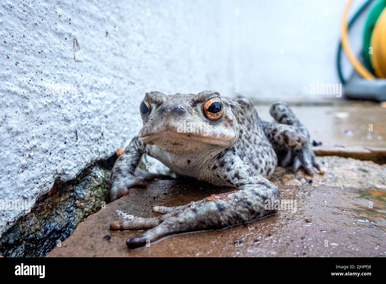 Brighton, June 7th 2022: The recent damp weather has brought frogs back ...