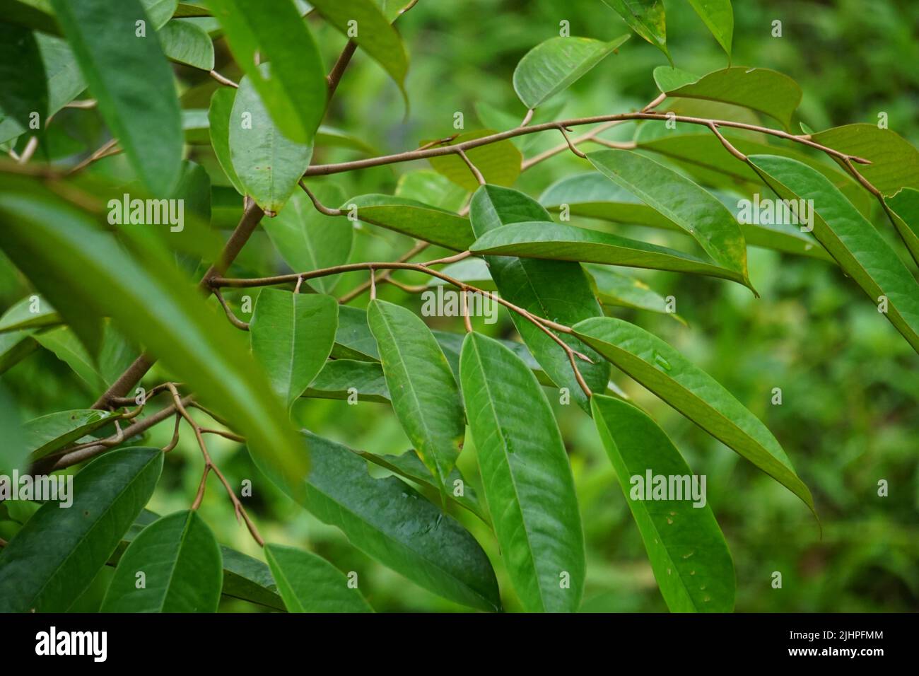 Green durian leaves with a natural background. Durian is one of the ...