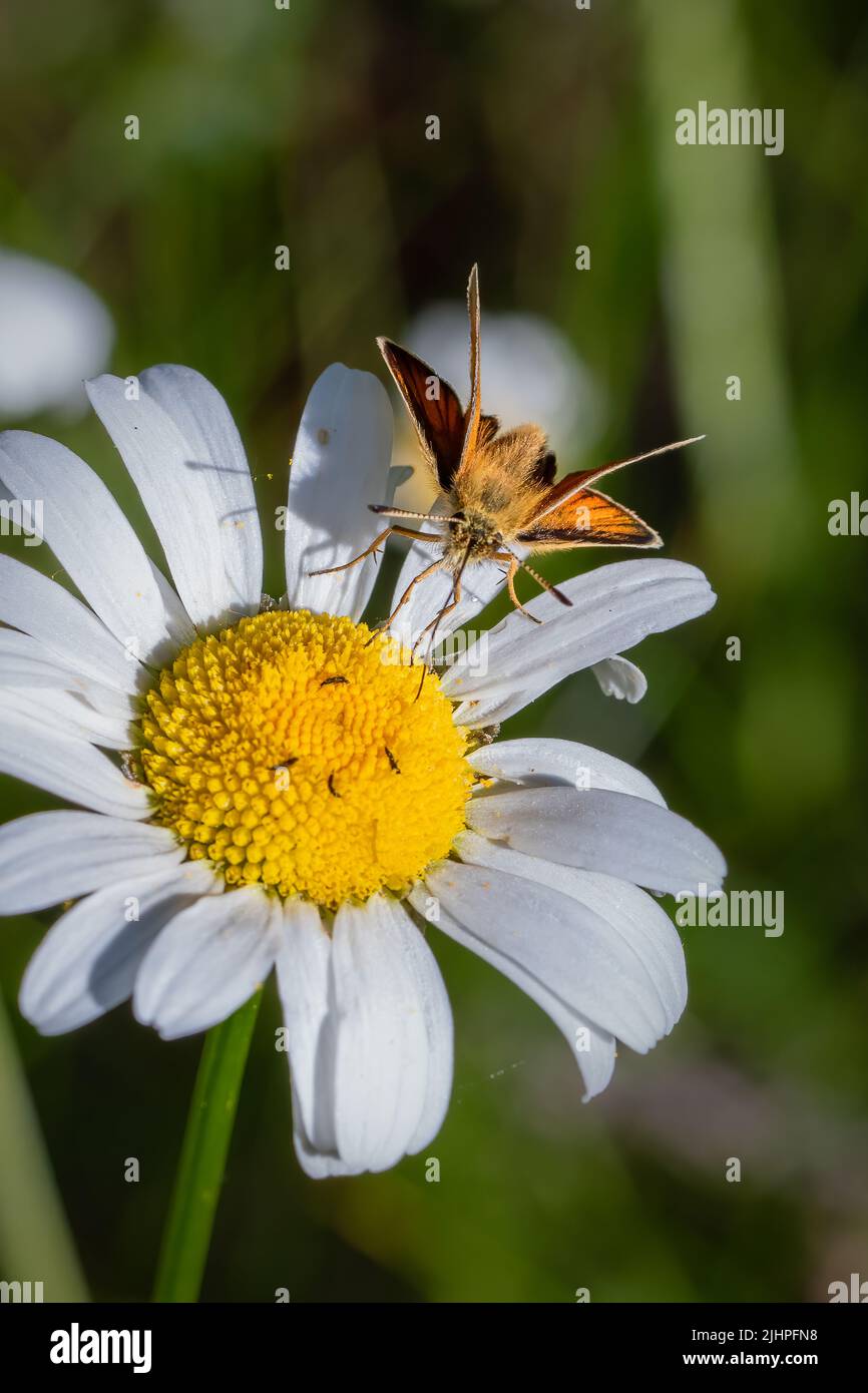 Macro photography gives one the opportunity to observe the world of ...