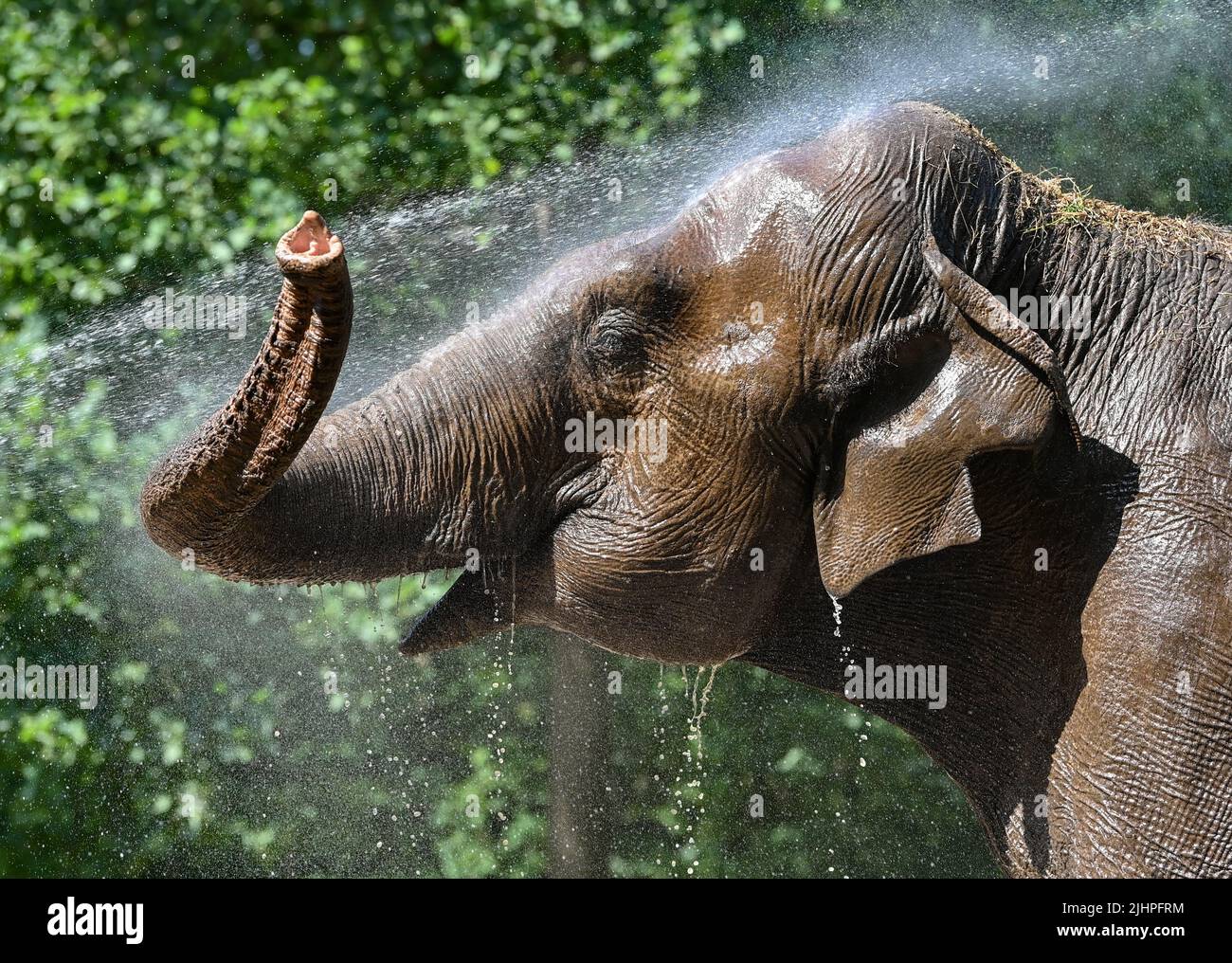 Cottbus, Germany. 20th July, 2022. A jet of water is used to cool down ...