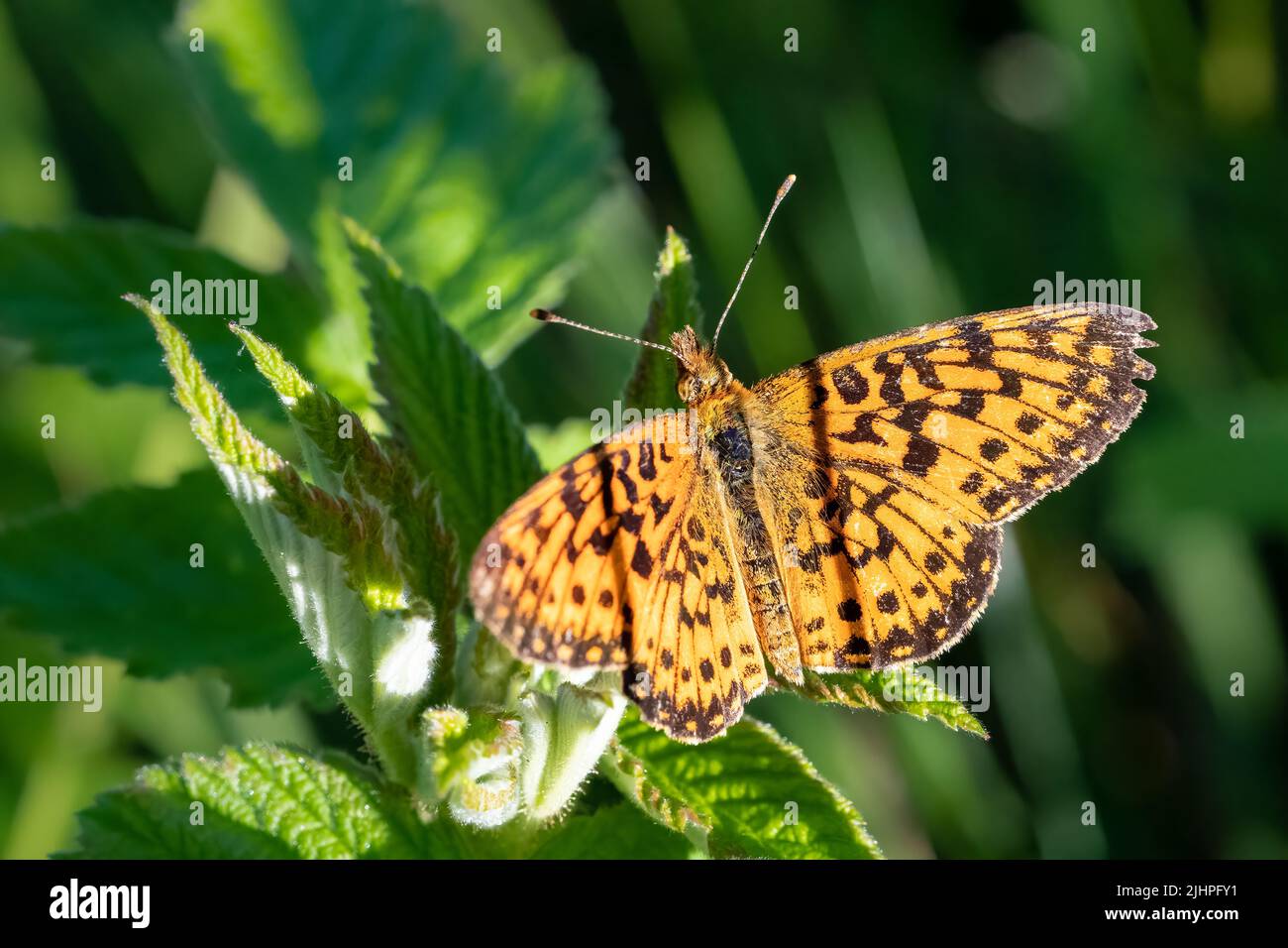 Macro photography gives one the opportunity to observe the world of ...