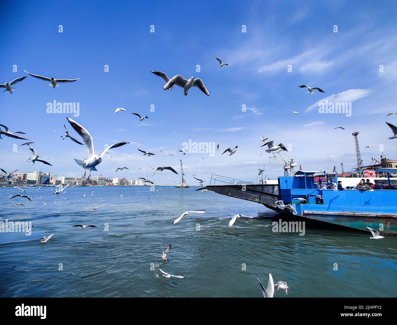 Seagulls flying and Fishing by the sea side with the background of the ...
