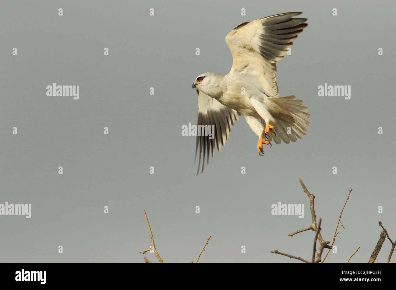 Black winged kite Stock Photo - Alamy
