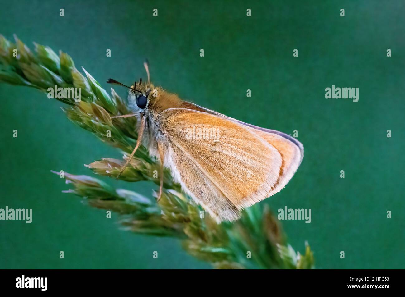 Macro photography gives one the opportunity to observe the world of ...