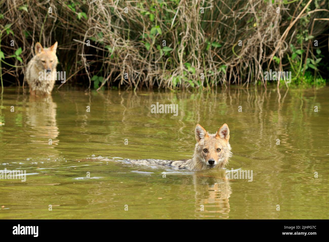 Canis aureus israel hi-res stock photography and images - Alamy