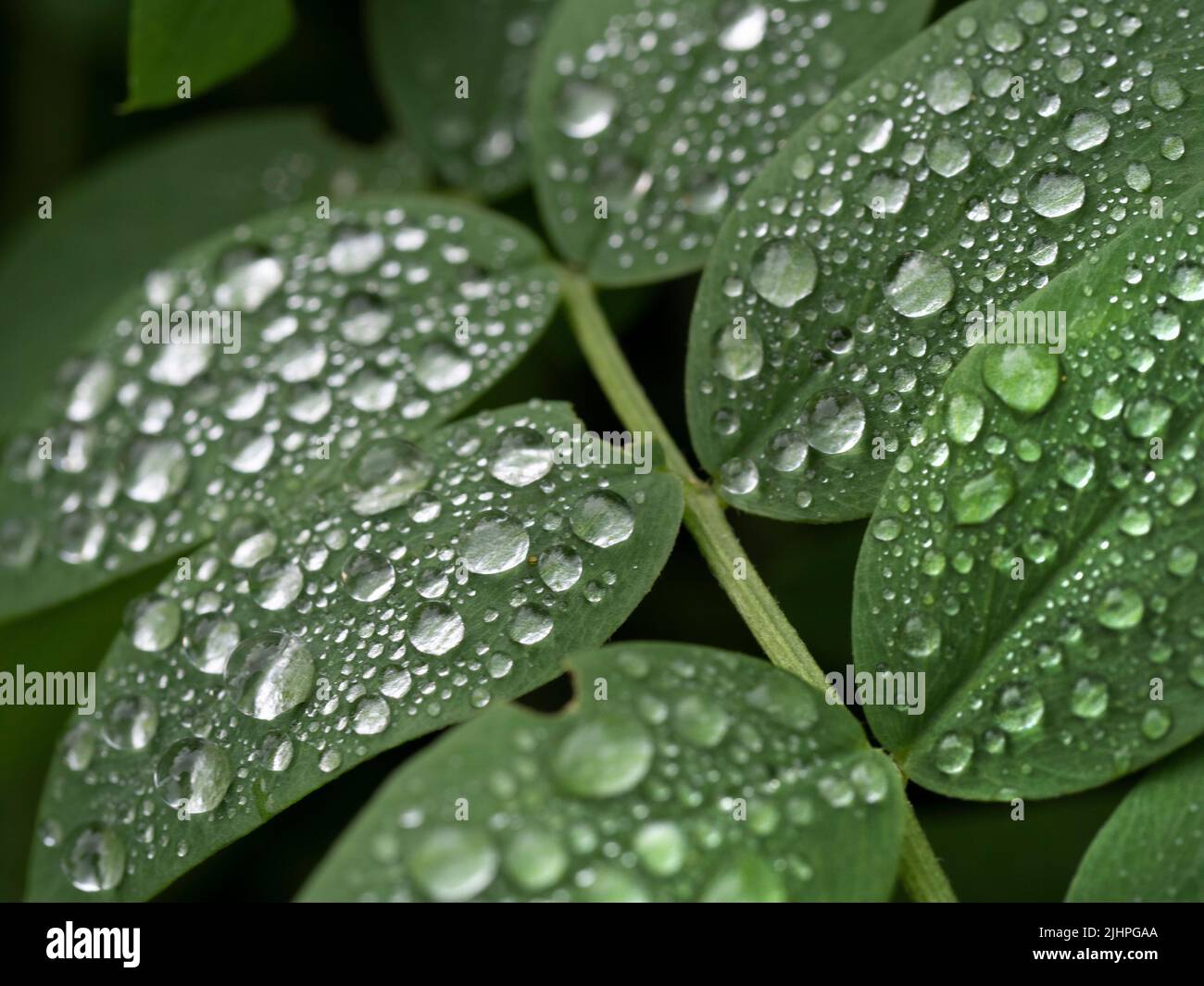 Rain water droplets on leaf, showing surface tension, Blean Woodlands ...