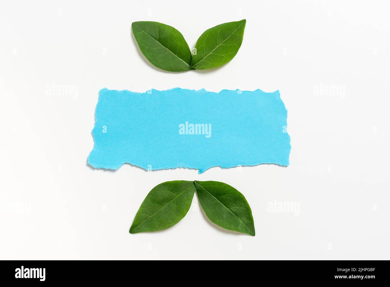 Empty Cardboard Sheet Arranged With Fresh Leaves For Creative Banner ...