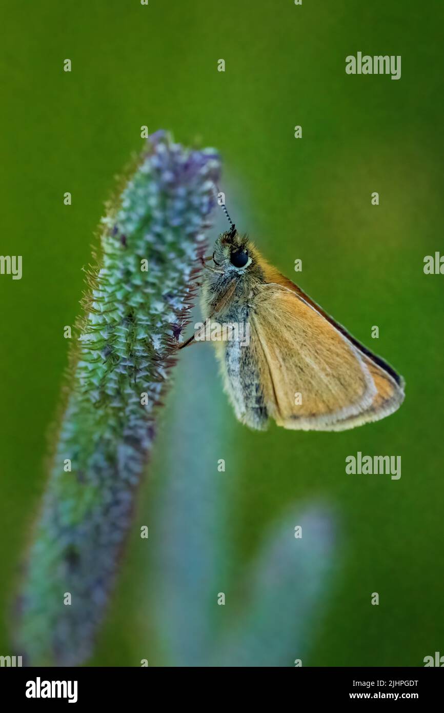 Macro photography gives one the opportunity to observe the world of ...