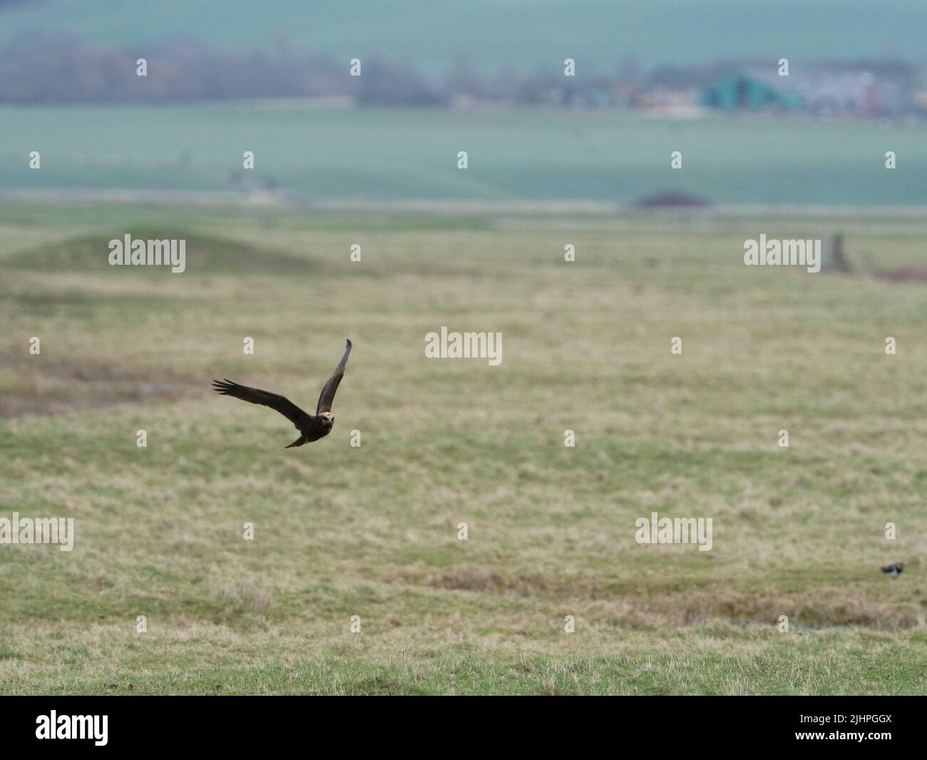 Marsh Harrier, (Circus aeruginosus) flying over marsh land, Elmley ...