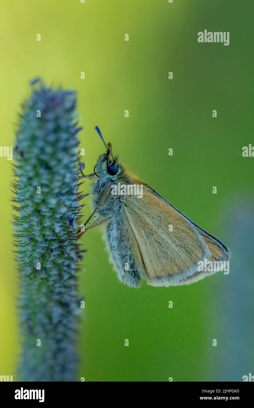 Macro photography gives one the opportunity to observe the world of ...