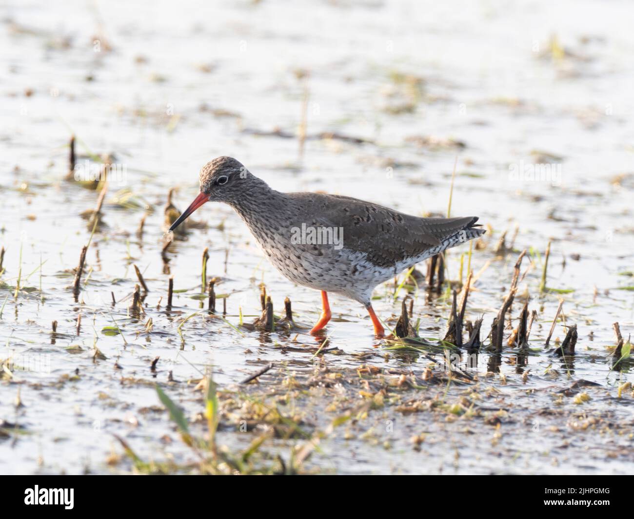 Redshank, Breeding Plumage (Tringa totanus) Elmley Nature Reserve, Kent ...