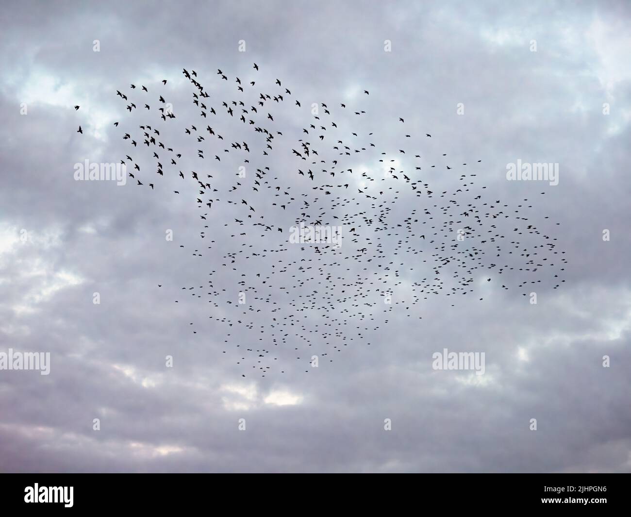 Common starling (Sturnus vulgaris) murmuration, flock gathering above ...