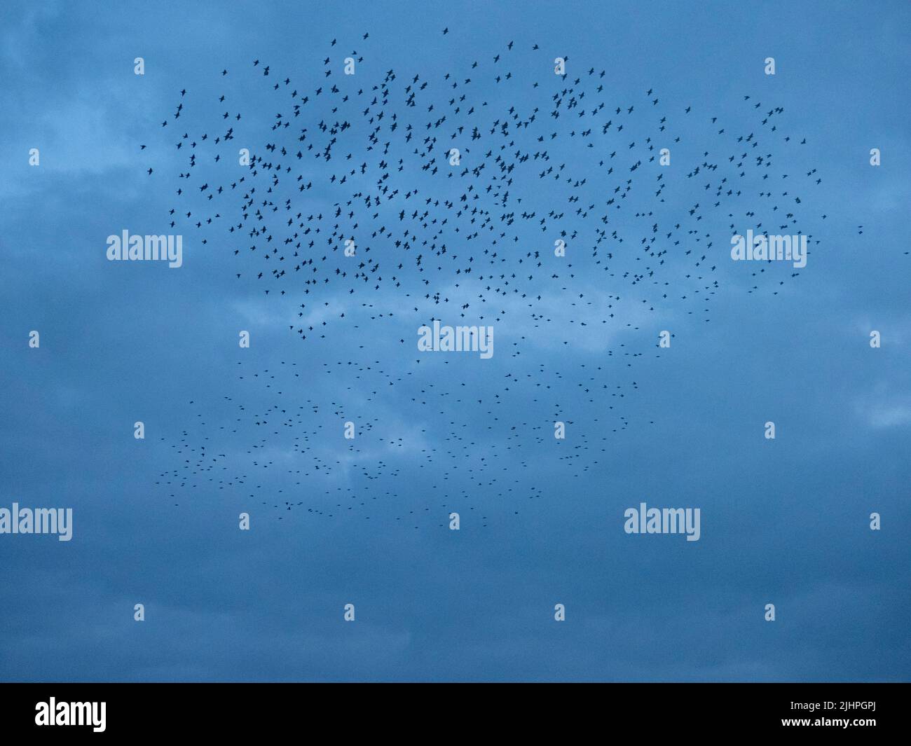 Common starling (Sturnus vulgaris) murmuration, flock gathering above ...