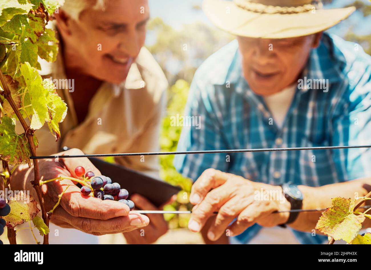 Two senior farmers picking fresh red grapes off plant in vineyard while using a digital tablet ...