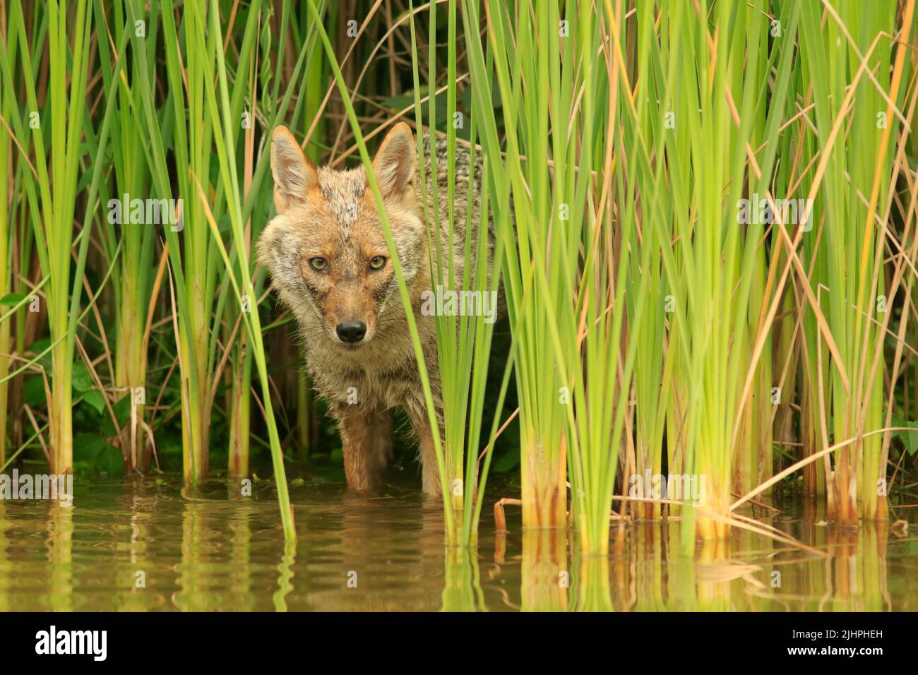 Jackal in the water hi-res stock photography and images - Alamy