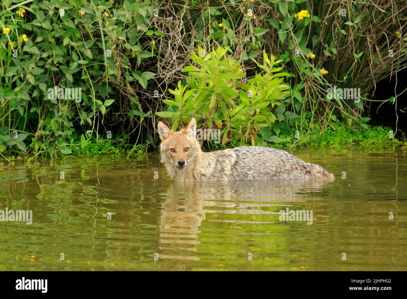 Golden jackal in the water Stock Photo - Alamy