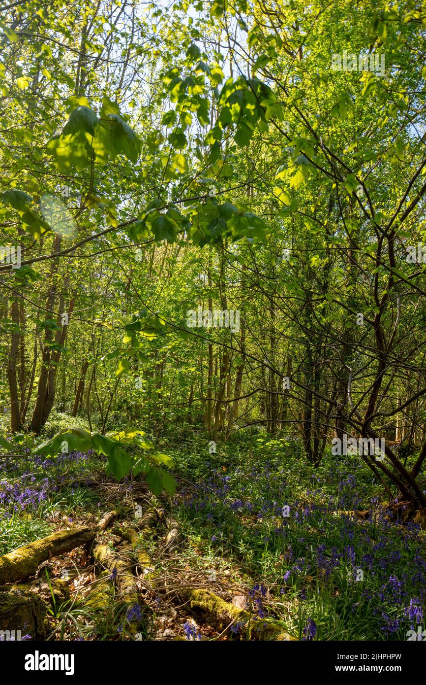 Stunning English Bluebell woods landscape in spring sunshine Stock ...