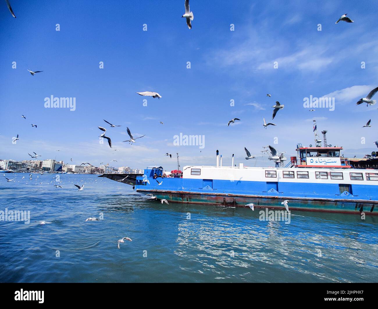 Seagulls flying and Fishing by the sea side with the background of the ...