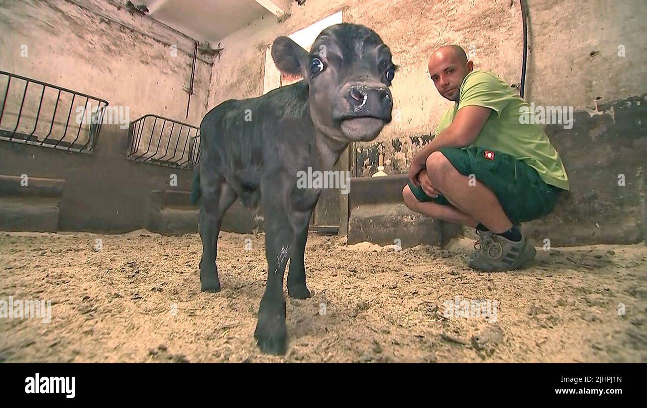 19 July 2022, Saxony-Anhalt, Köthen: Dahomey dwarf cattle baby Oskar ...