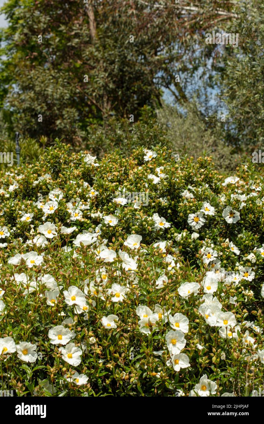 Mass flowering Cistus purpureus (Rock rose) in bright sunshine, natural ...