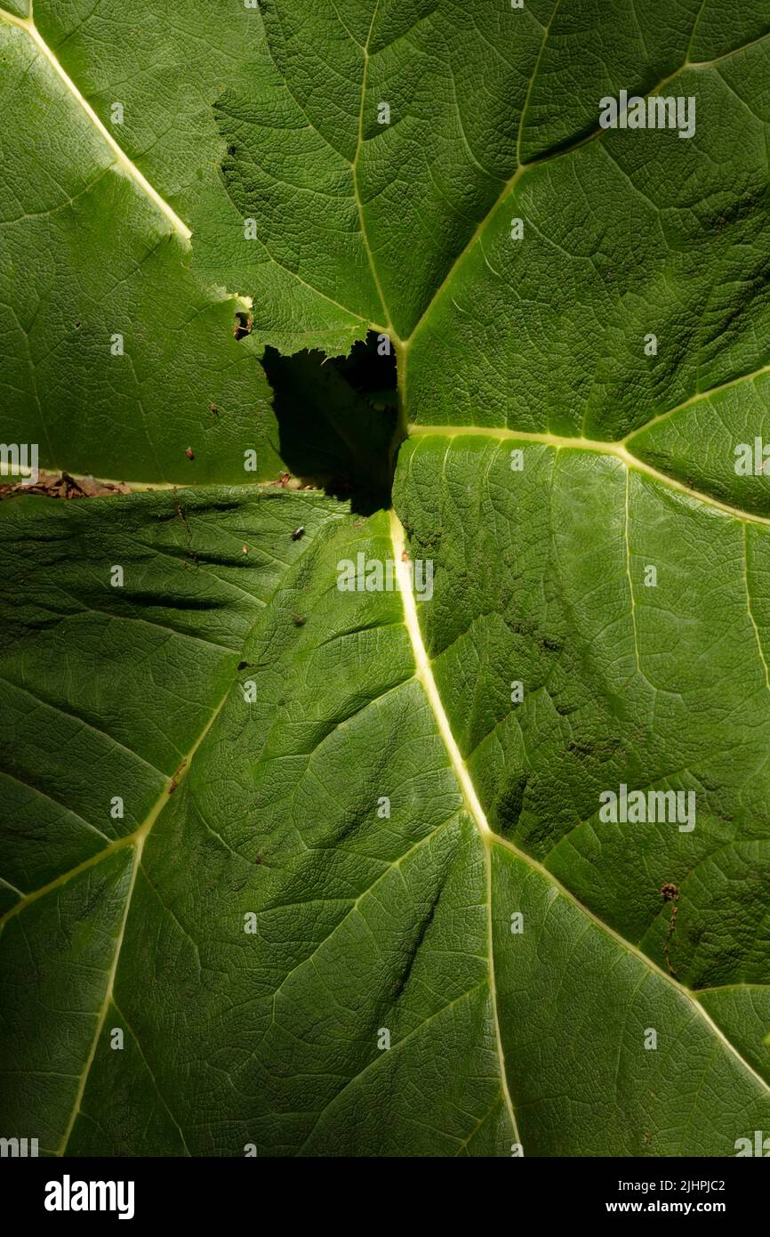 Very close-up Gunnera leaf pattern showing patterns and texture in ...