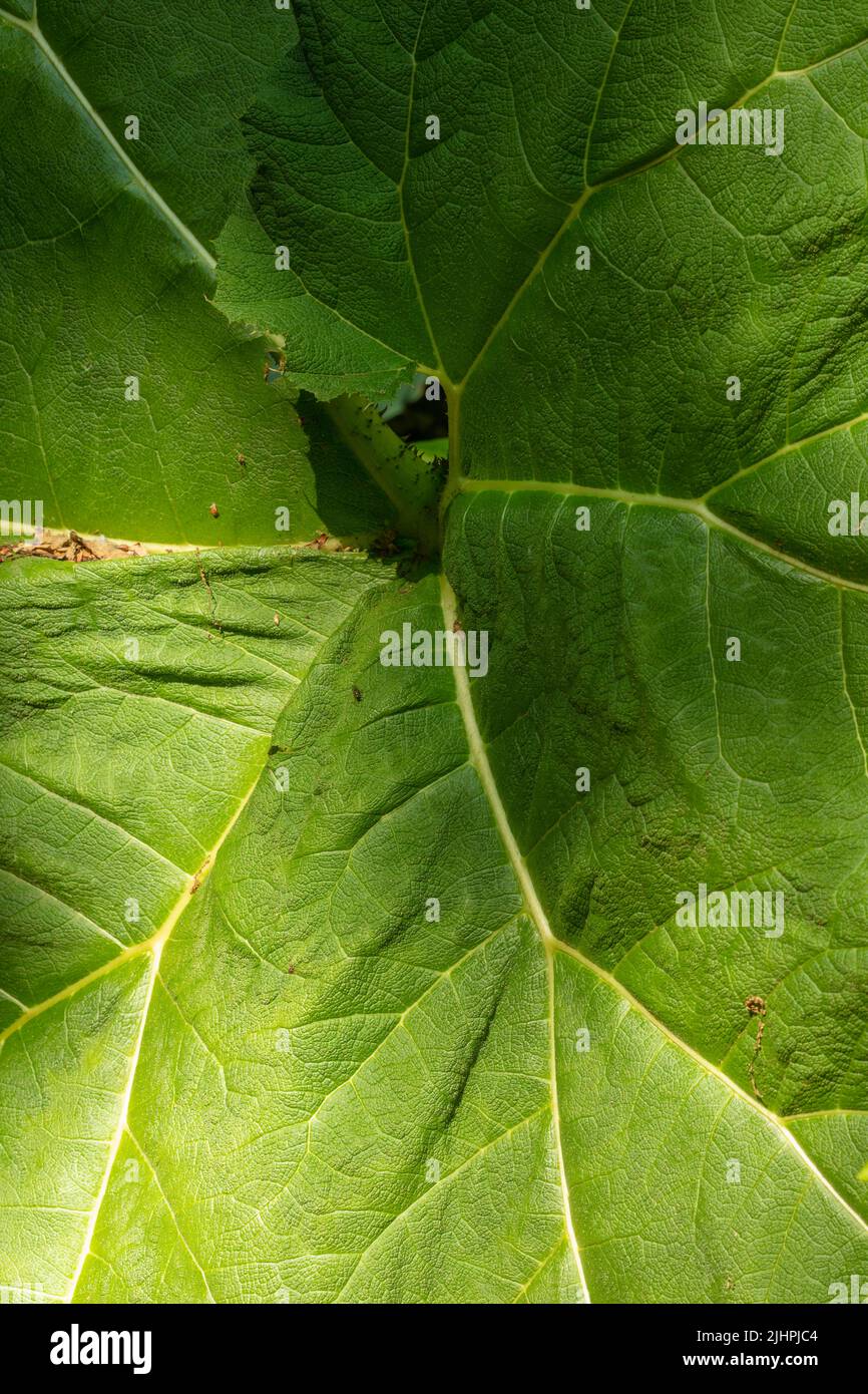 Very close-up Gunnera leaf pattern showing patterns and texture in ...