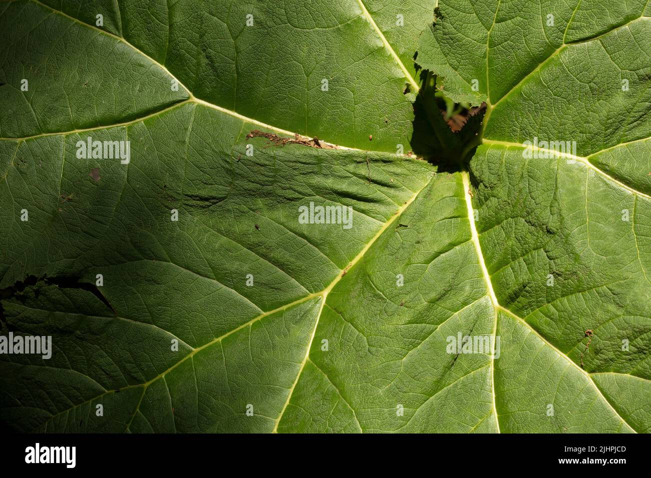 Very close-up Gunnera leaf pattern showing patterns and texture in ...