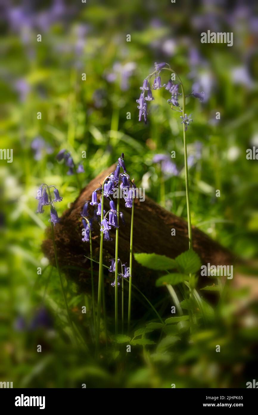 Stunning English Bluebell woods landscape in spring sunshine Stock ...