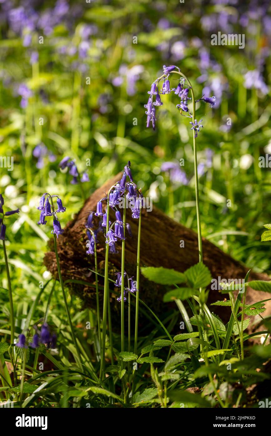 Stunning English Bluebell woods landscape in spring sunshine Stock ...