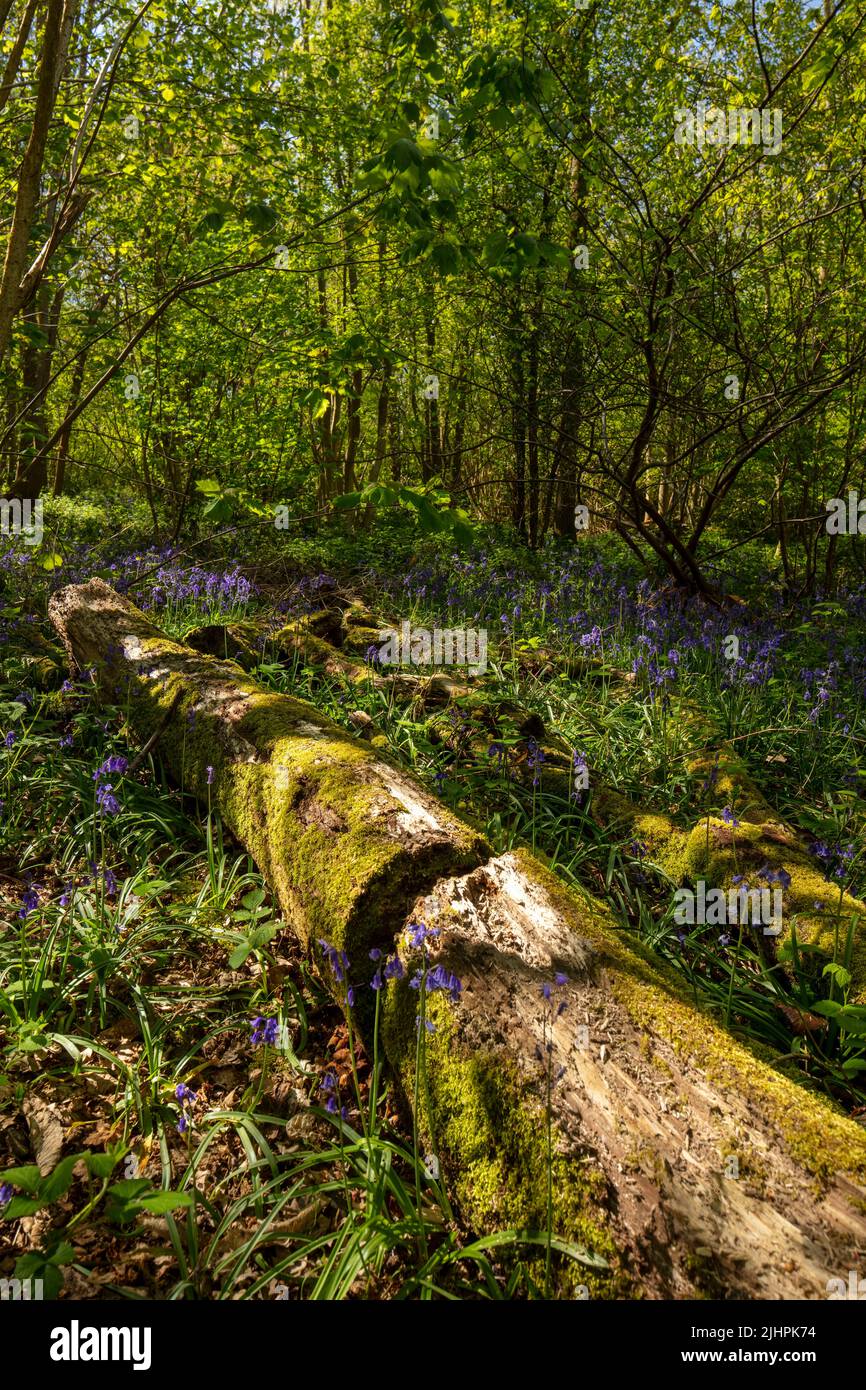 Stunning English Bluebell woods landscape in spring sunshine Stock ...