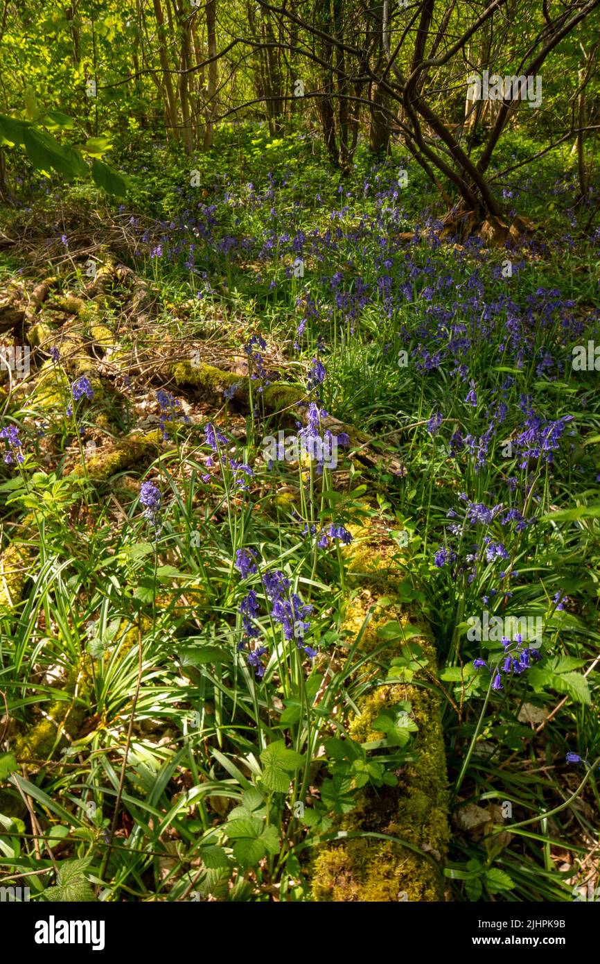 Stunning English Bluebell woods landscape in spring sunshine Stock ...