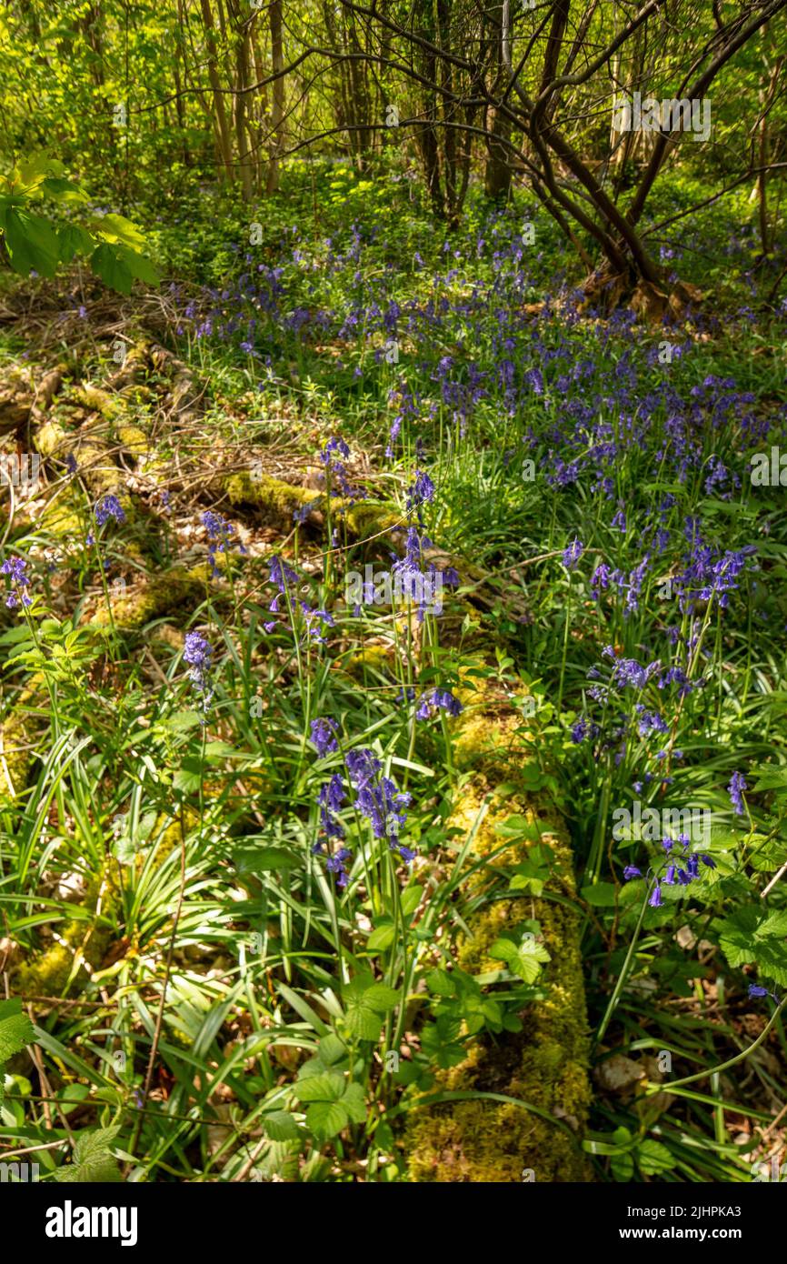 Stunning English Bluebell woods landscape in spring sunshine Stock ...