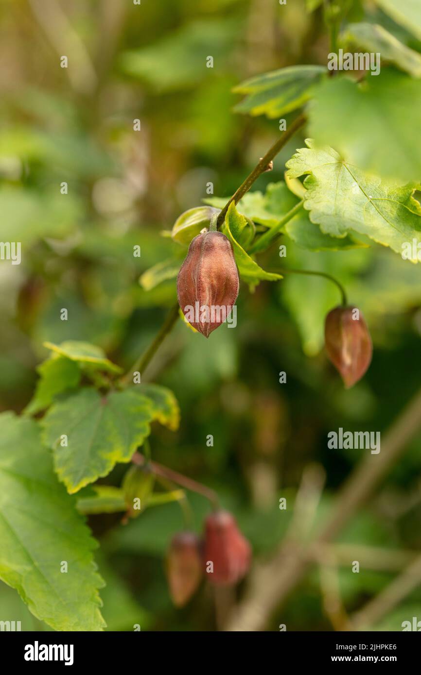 Very close up natural flower portrait of Abutilon 'Wakehurst' Stock ...