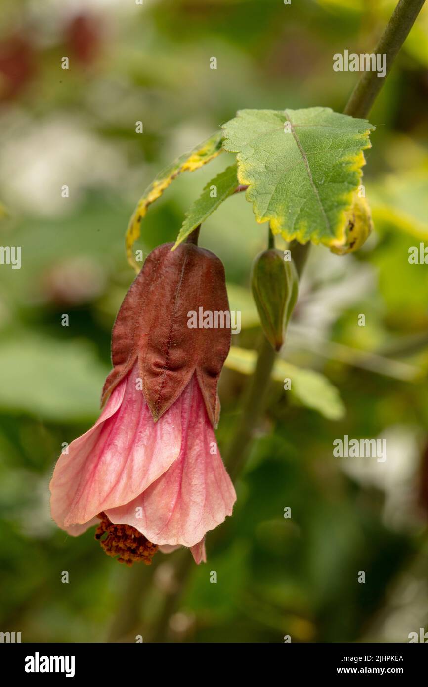 Very close up natural flower portrait of Abutilon 'Wakehurst' Stock ...