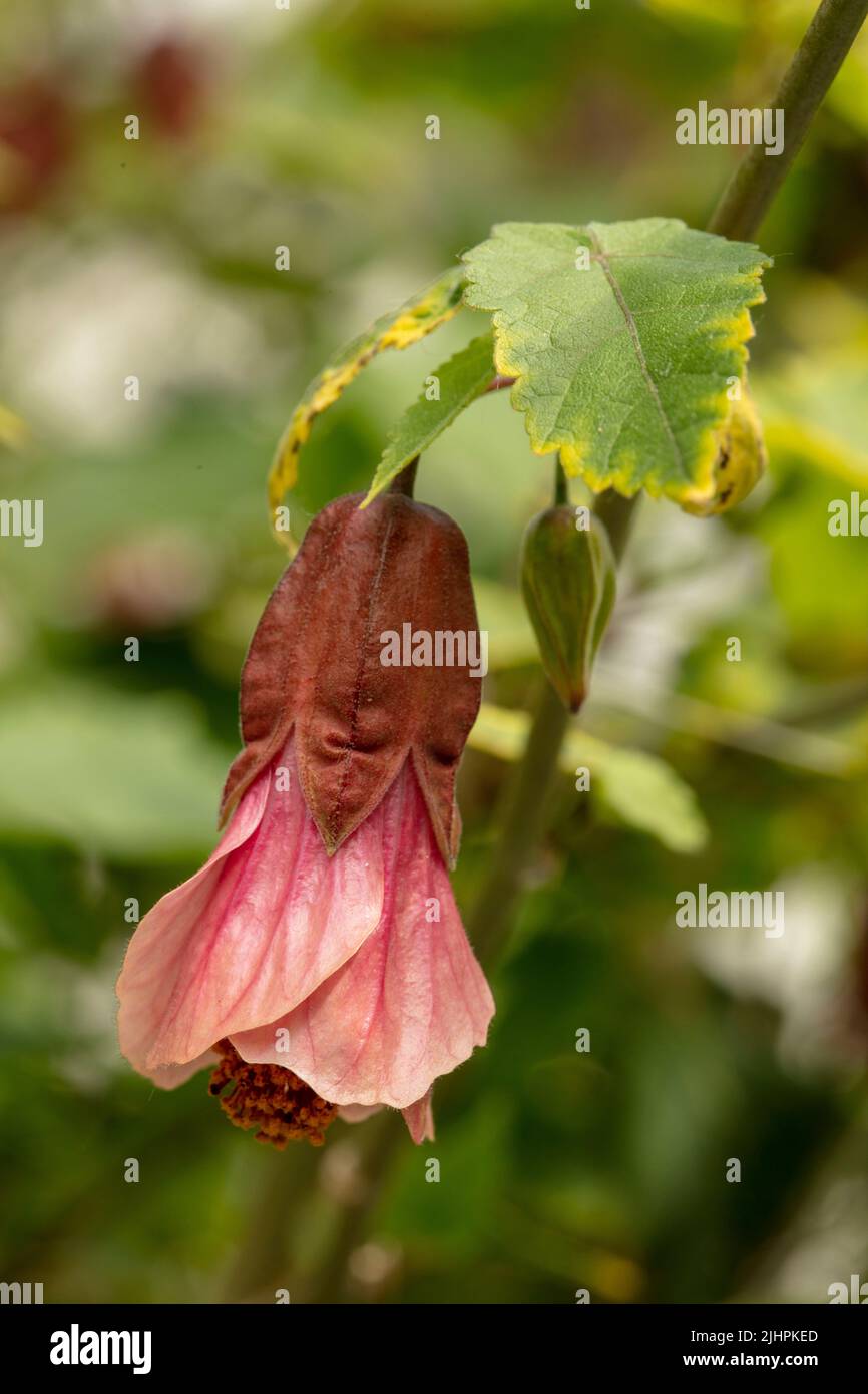 Very close up natural flower portrait of Abutilon 'Wakehurst' Stock ...