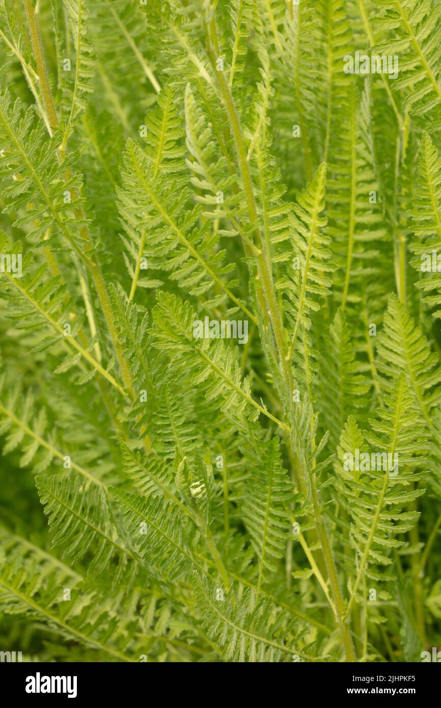 Semi abstract environmental portrait of Achillea 'Coronation Gold ...