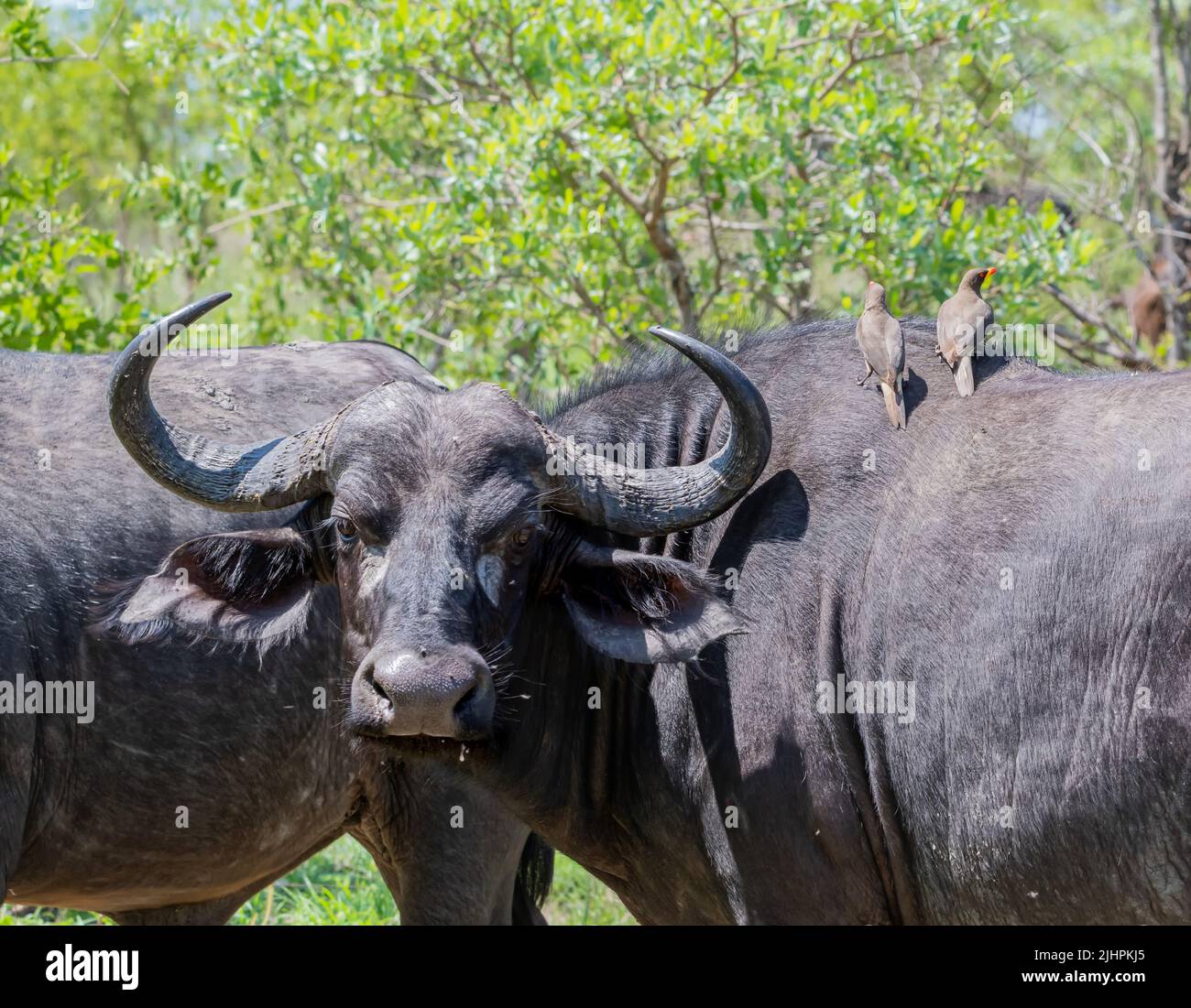 African Buffalo in Southern African savannah Stock Photo - Alamy