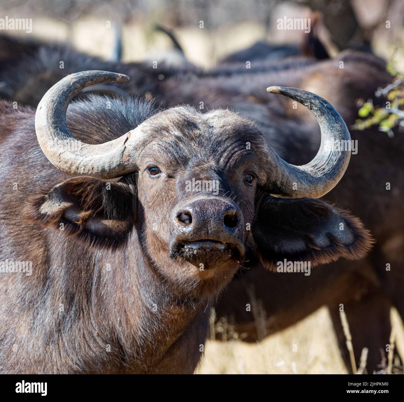 African Buffalo in Southern African savannah Stock Photo - Alamy