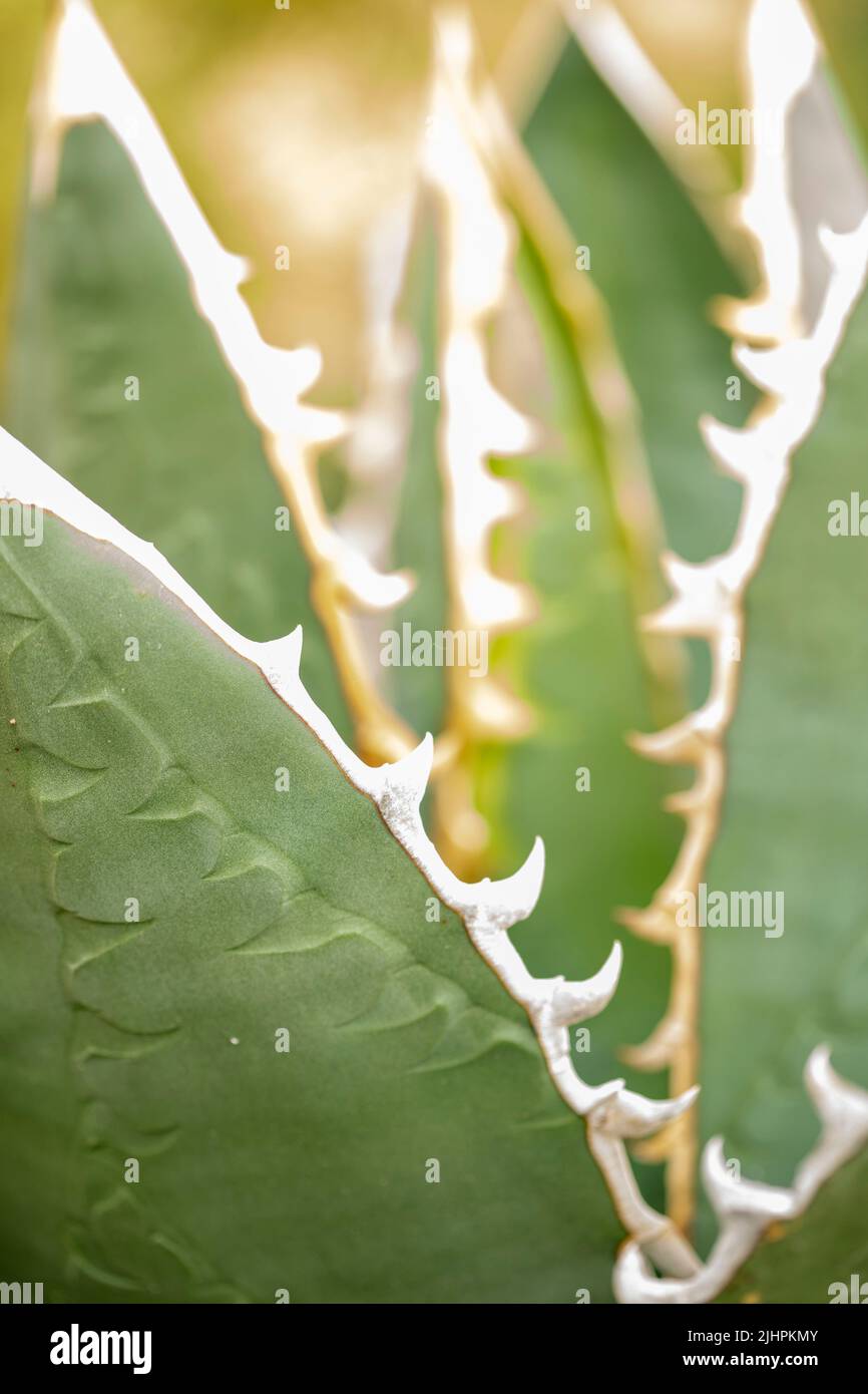 Macro plant portrait of Agave Titanota, chalk agave, showing make up ...