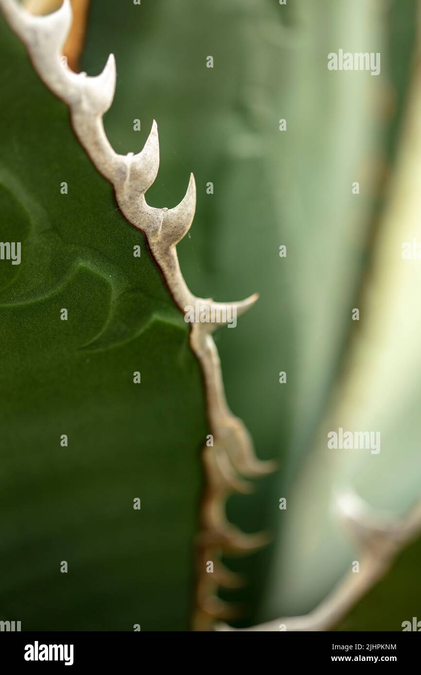 Macro plant portrait of Agave Titanota, chalk agave, showing make up ...