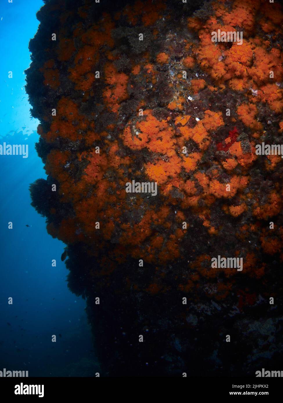 Underwater scene with rocks covered by orange coral polyps (Astroides ...