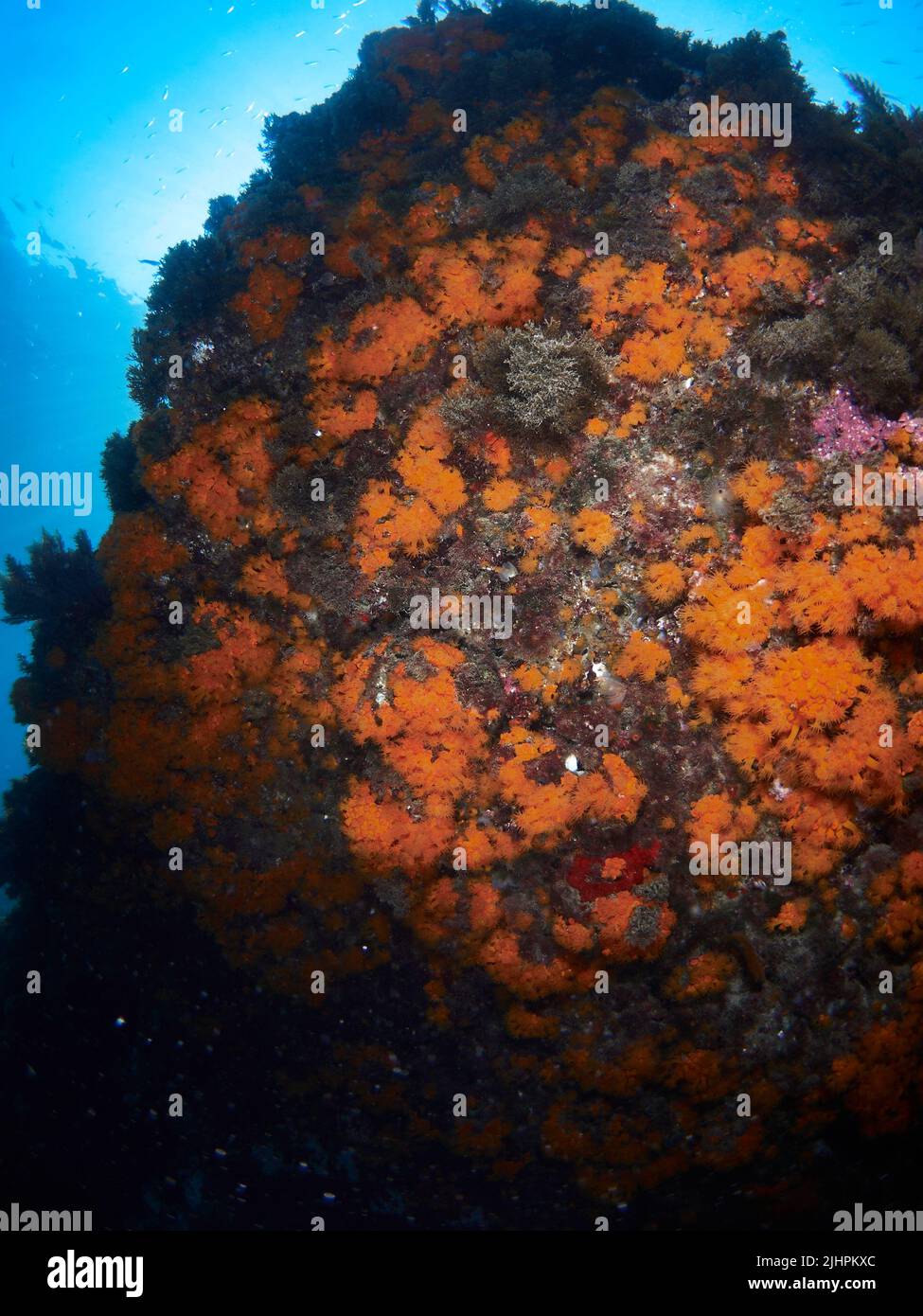 Underwater scene with rocks covered by orange coral polyps (Astroides ...