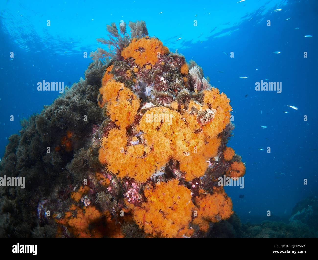 Underwater scene with rocks covered by orange coral polyps (Astroides ...