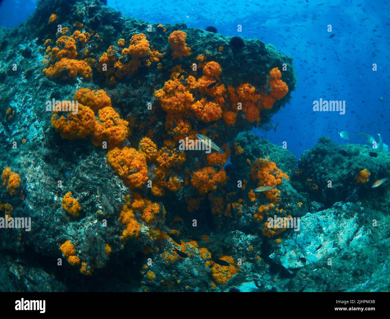 Underwater scene with rocks covered by orange coral polyps (Astroides ...