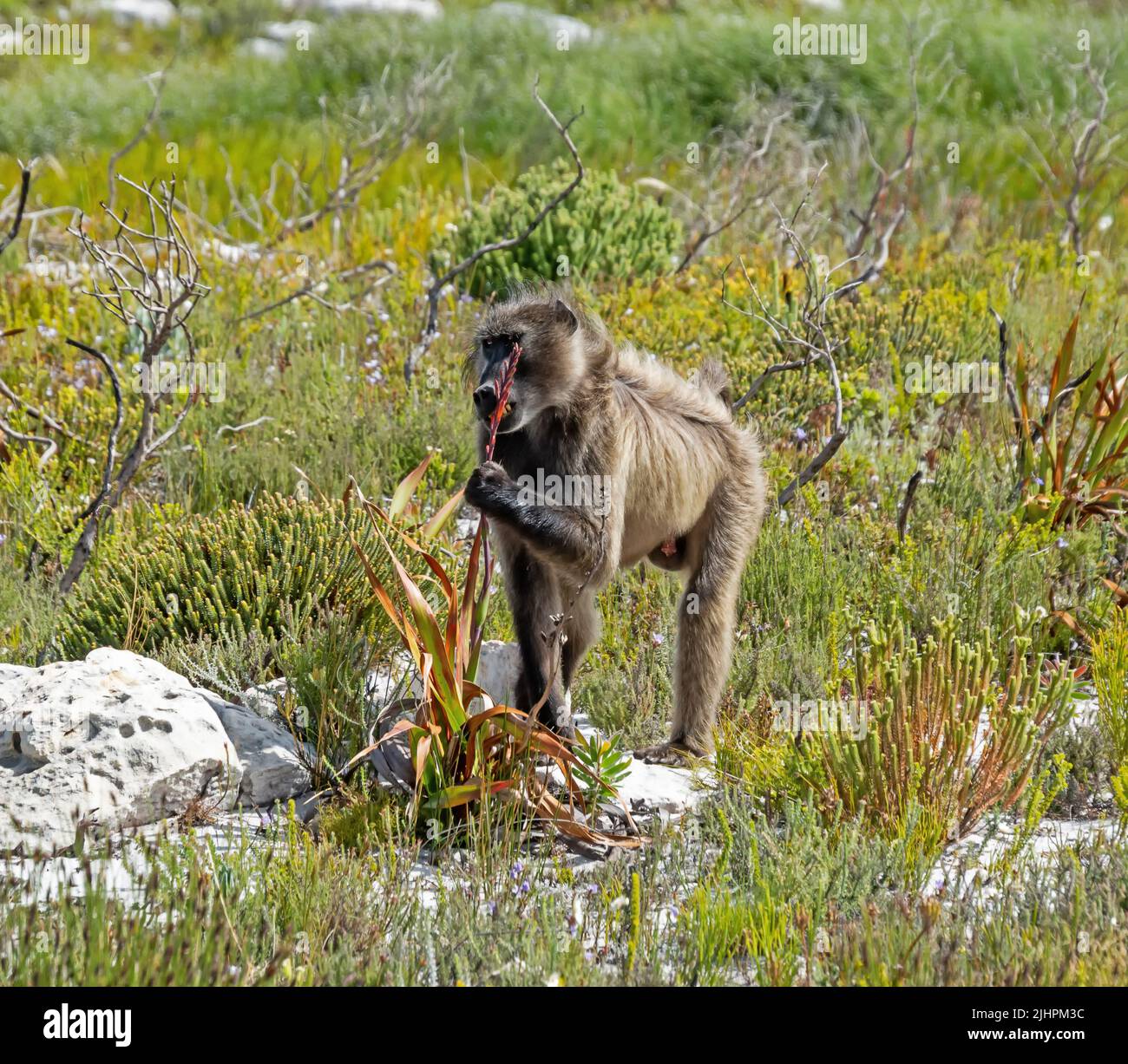 A Chacma Baboon eating a Watsonia tabularis bulb on the Cape peninsula ...