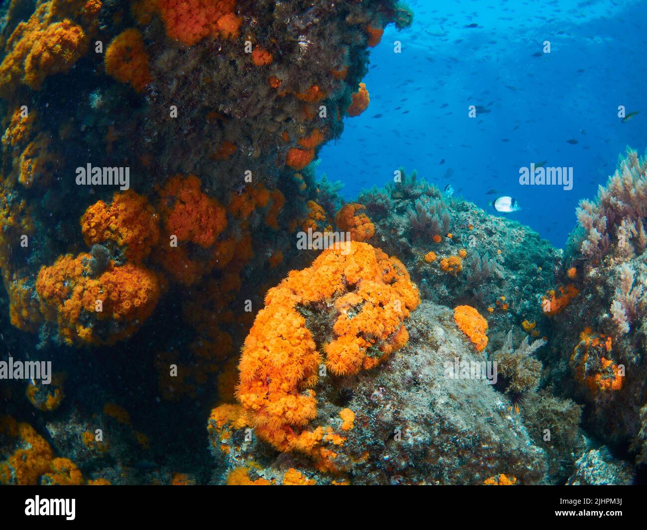 Underwater scene with rocks covered by orange coral polyps (Astroides ...