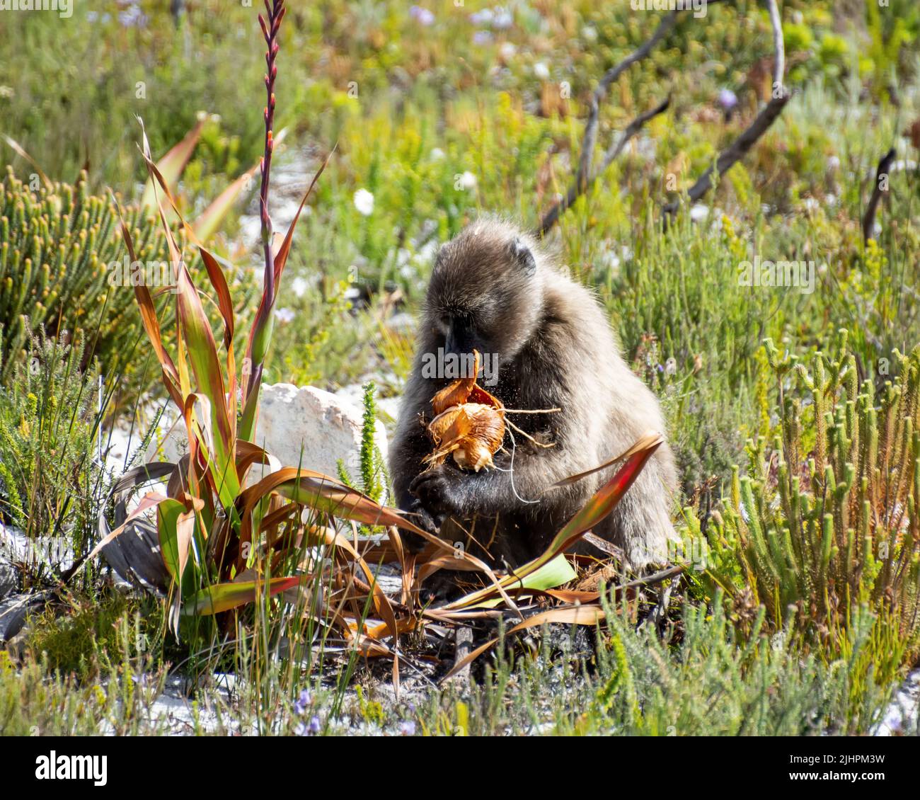 A Chacma Baboon eating a Watsonia tabularis bulb on the Cape peninsula ...