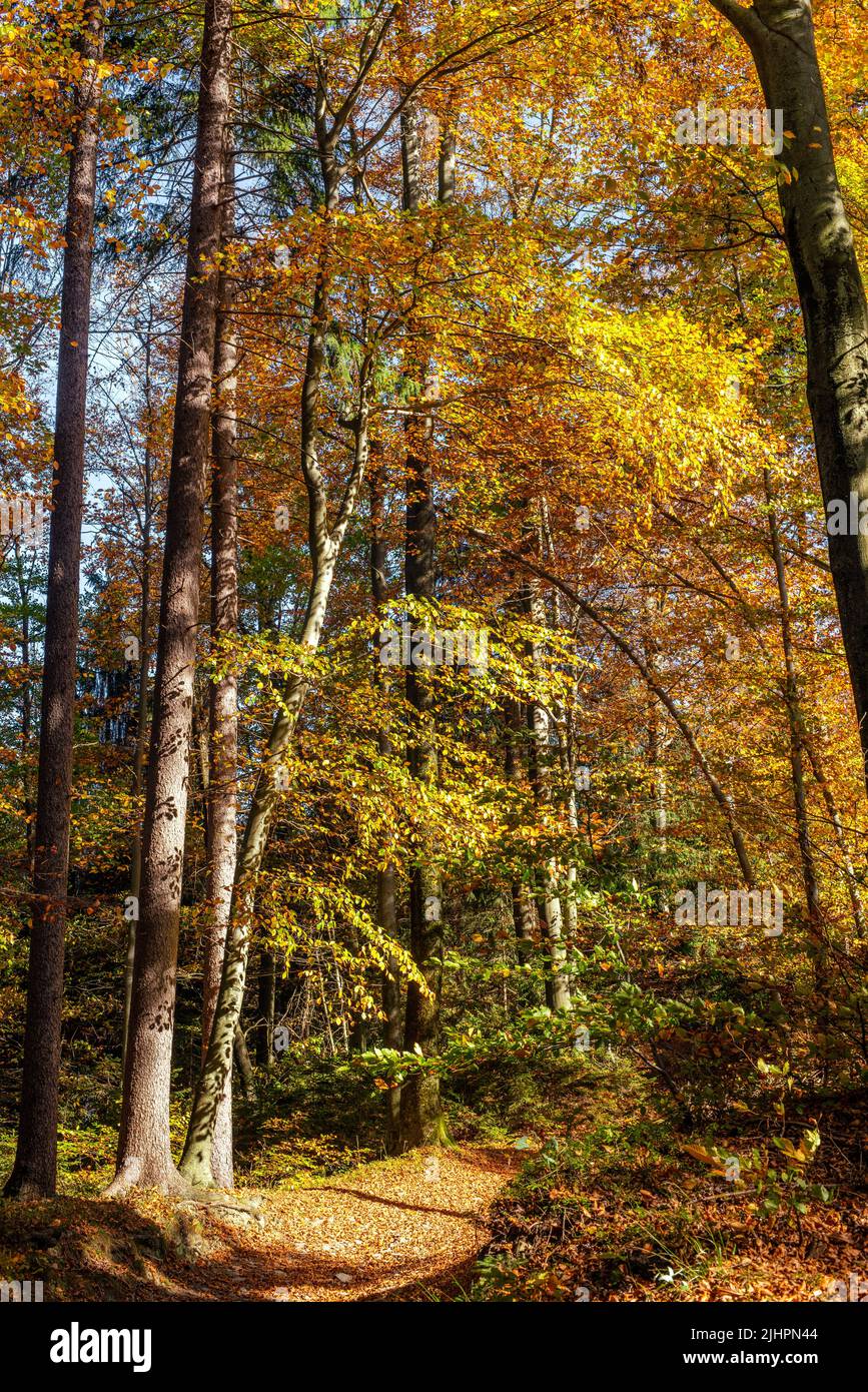 Beautiful leaves in a colorful autumn forest near Triglav National Park ...